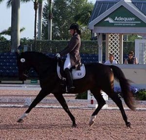 Home - American Trakehner Association