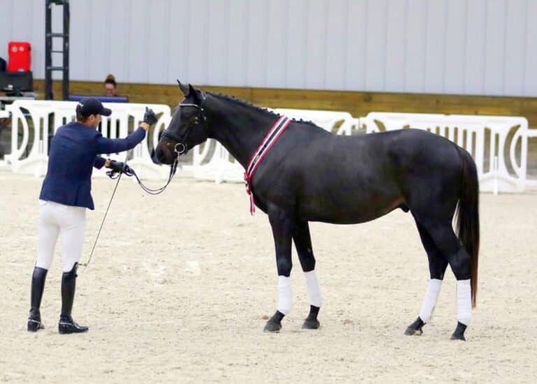 Falkor - American Trakehner Association